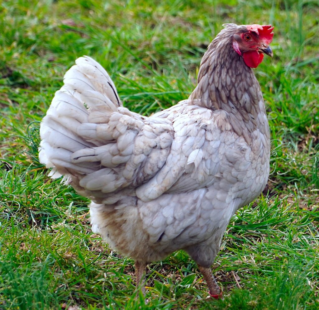 Chickens - Arizona Livestock Veterinary Practice